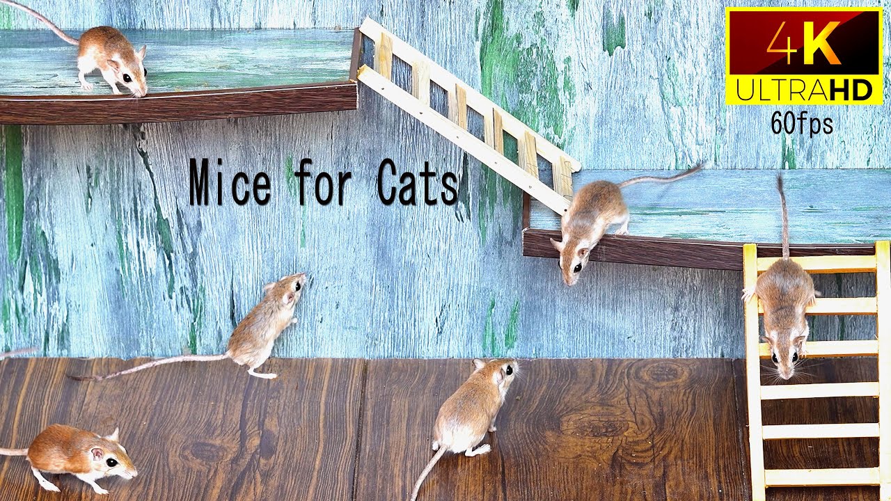 Cat TV Games | Mice Hide and Seek for Cats to Watch | Play on Screen in ...