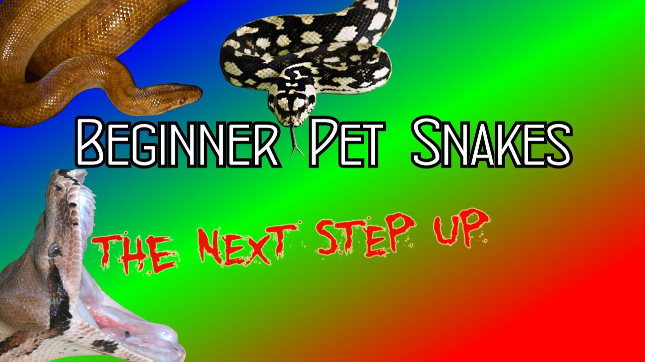 BEGINNER PET SNAKES → The Next Step Up ↑ - YouTube