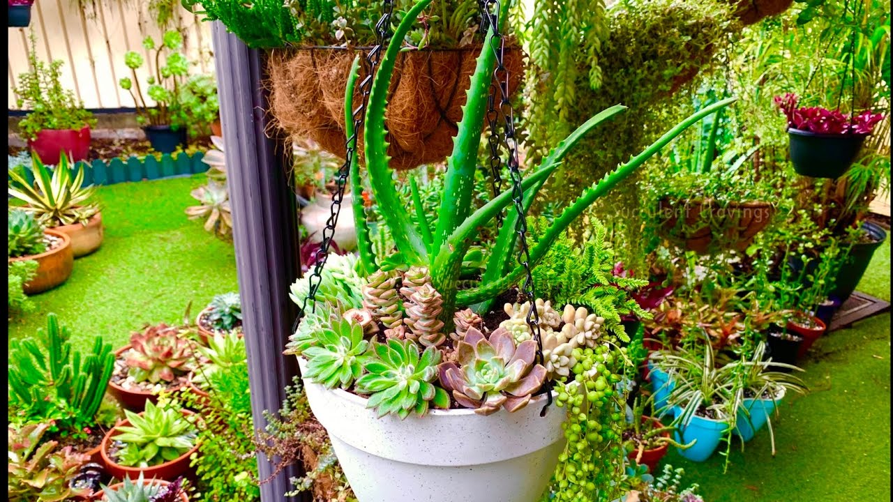 Succulents with Aloe Vera Hanging Basket - YouTube