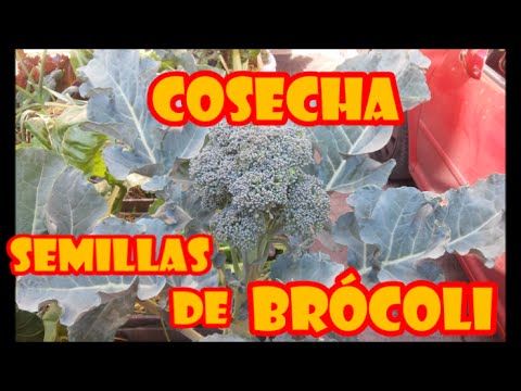 SEMILLAS DE BRÓCOLI "COSECHA DE MI HUERTO" PROCESO PASO A PASO - YouTube