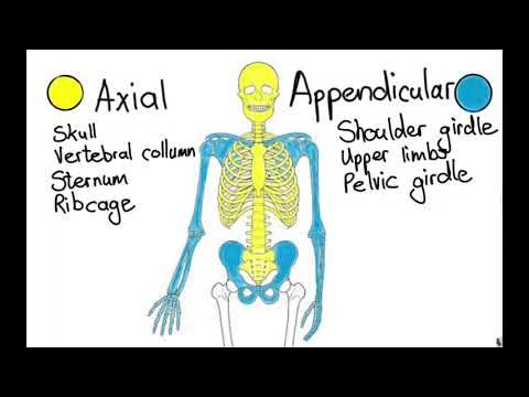 Grade 10 Axial vs appendicular skeleton - YouTube