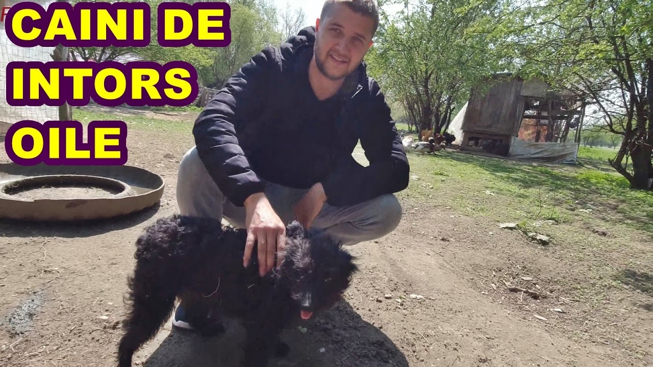 CEI MAI MICI CAINI DE INTORS OILE - LA FERMA LUI GEORGE - YouTube