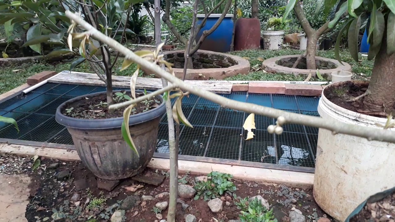 MERANGSANG POHON DURIAN DI POT - YouTube