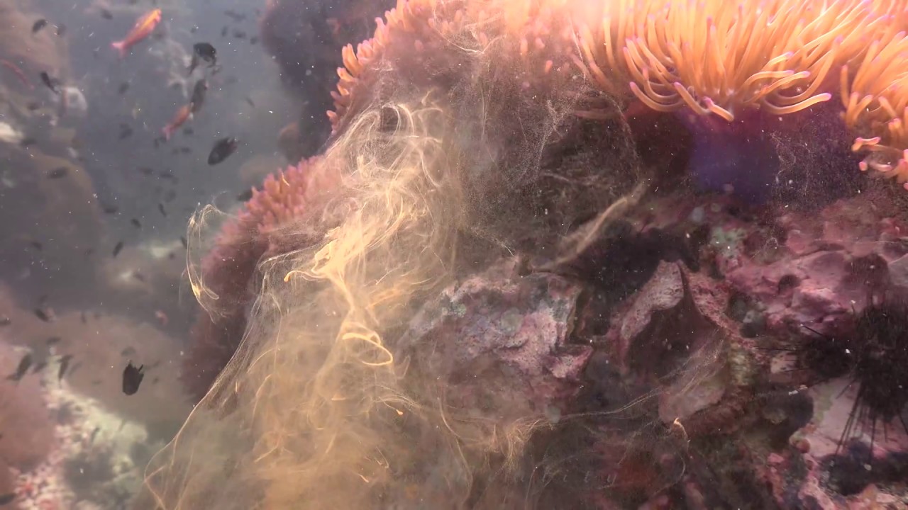 Giant clam spawning - YouTube