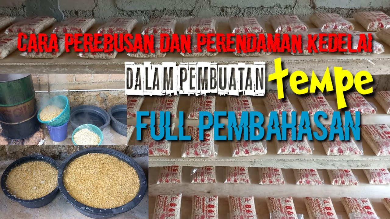 Proses perebusan dan perendaman dalam pembuatan tempe - YouTube