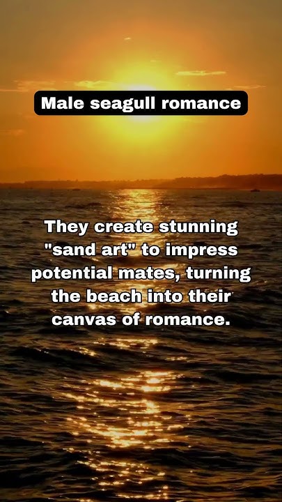 9 Male seagull romance - YouTube