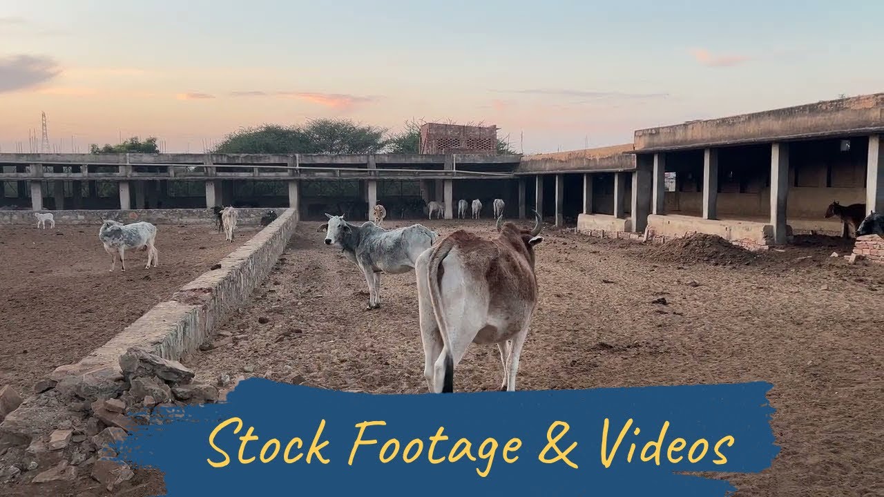 Indian Gaushala | Cows in Rural Shelter | Village Life India - YouTube