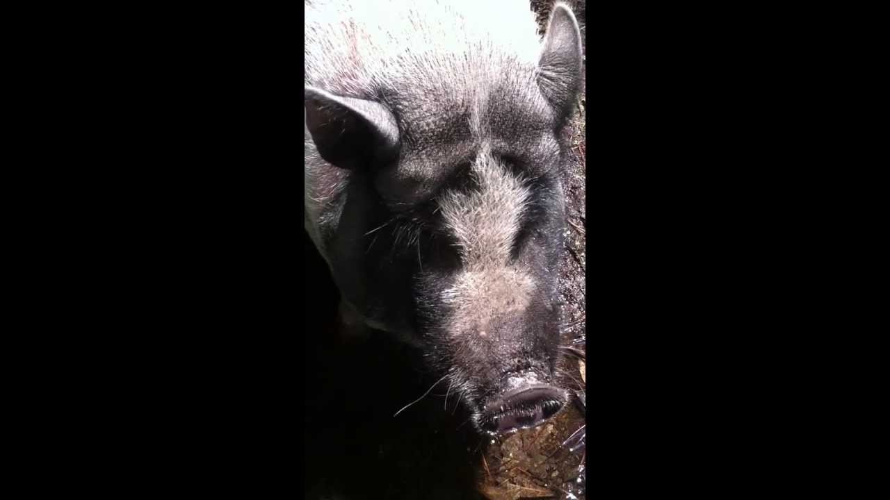 Albert - a spoiled ham - YouTube