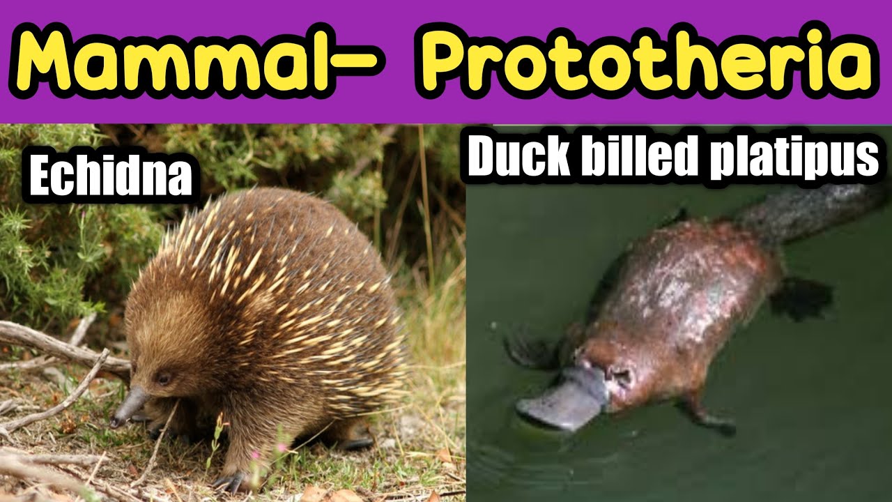 Mammal - Prototheria - YouTube