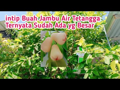Intip Tetangga Pasang Bungkus Jambu Air Agar Tidak Dimakan Kelelawar