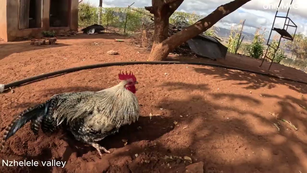 Surviving in the villages__. Tshivhasa vs Nzhelele - YouTube