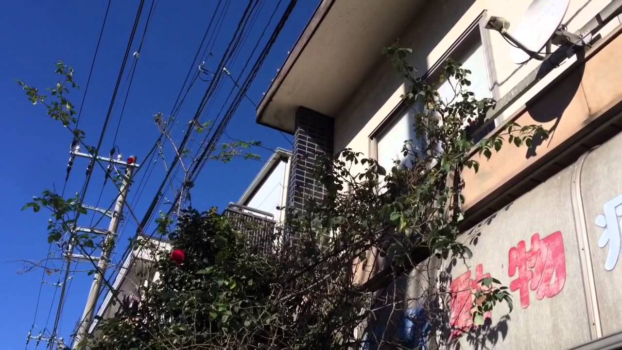 Suzume (Tokyo , Japan) Tree Sparrows - YouTube