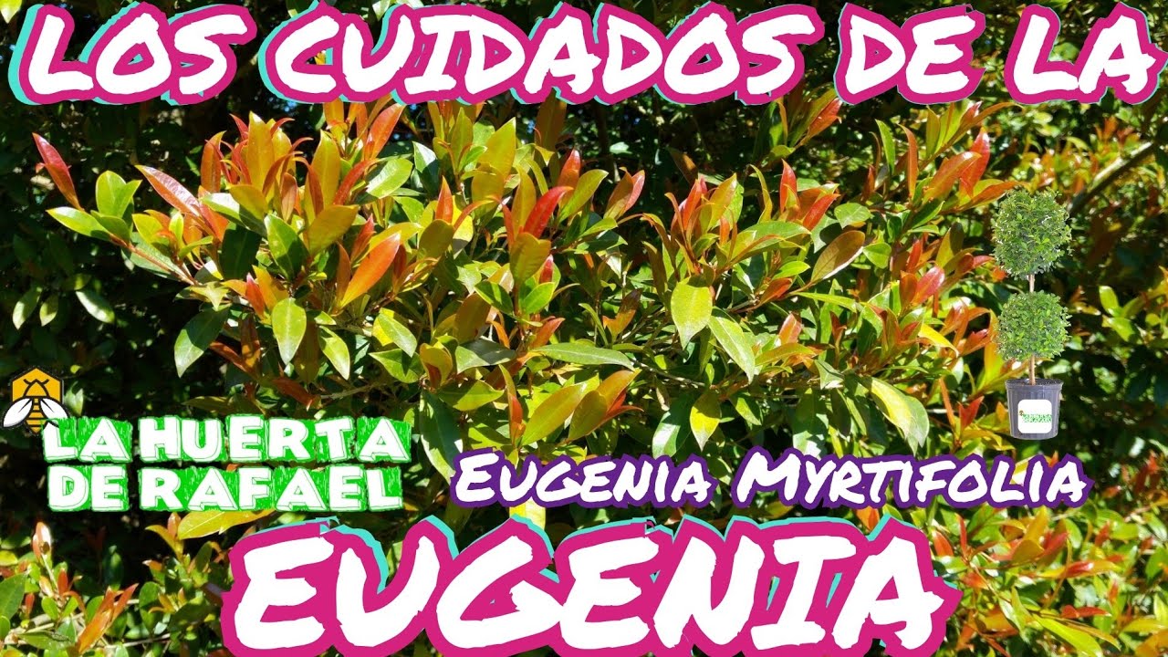 los cuidados de la Eugenia o arbusto Eugenia y sus propiedades ...