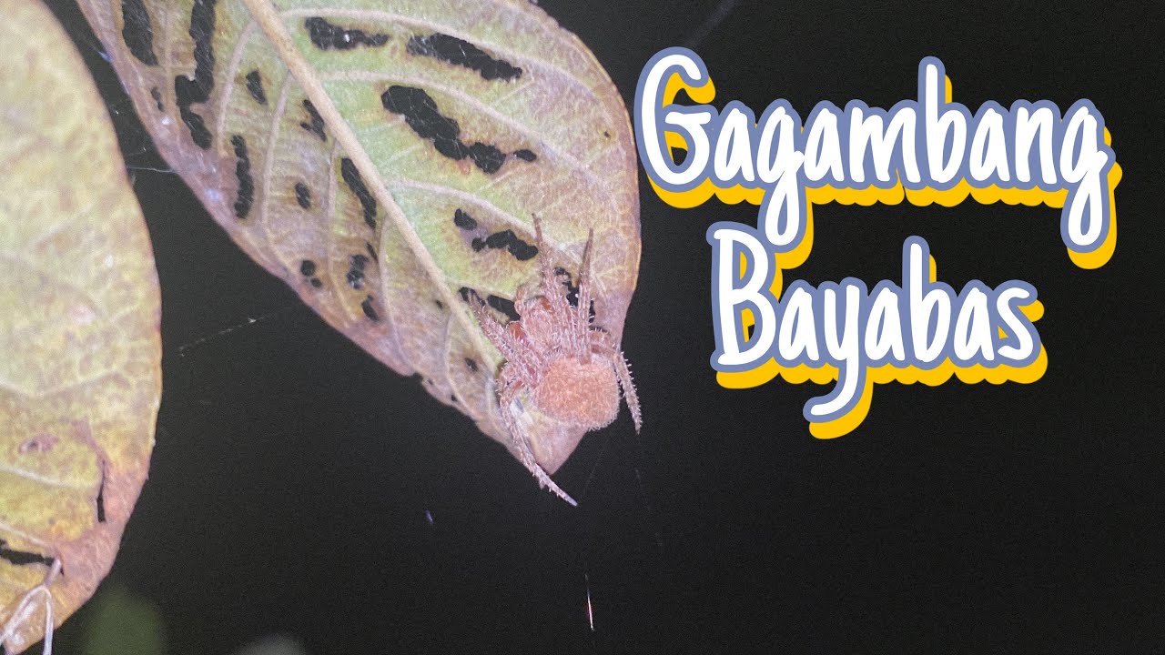 Gagambang Bayabas, spider night hunting w/ Anio and Patrick 😃 - YouTube