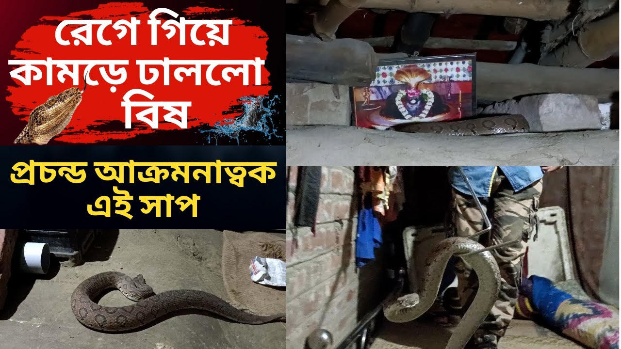 russell's viper got angry bitten and poured venom | russell's viper ...