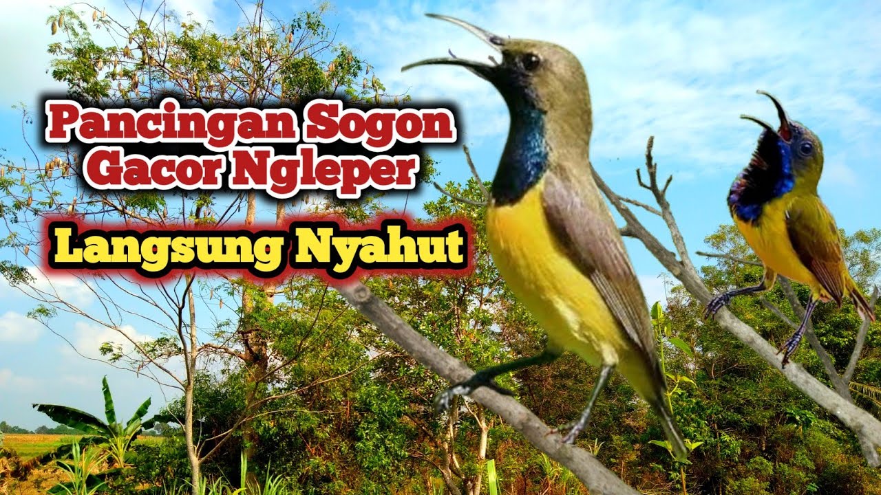 Pancingan Sogon Gacor Ngeleper, Gantangan Sogon & Pikat Sogon Paling ...