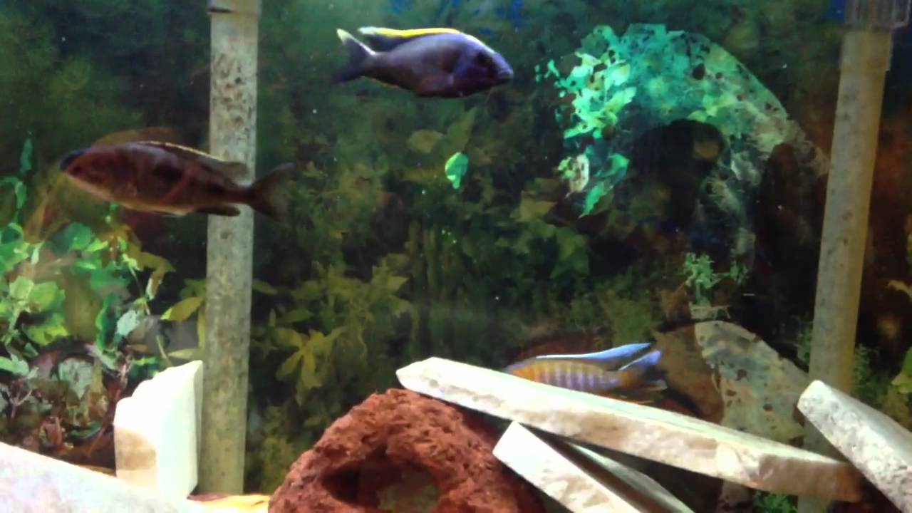 Fertilizing cichlid eggs HD - YouTube