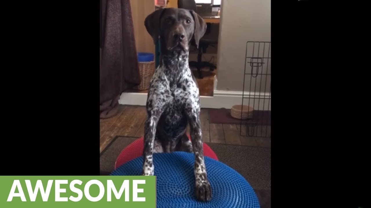 Athletic dog performs core fitness exercises - YouTube