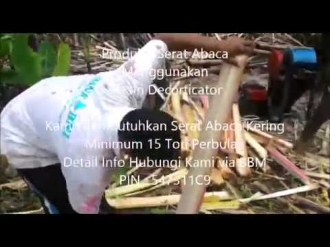 Produksi Serat Abaca Menggunakan Mesin Decorticator - YouTube