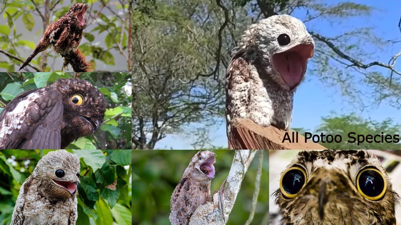 All Potoo bird species / types of Potoo / Nyctibiidae - YouTube
