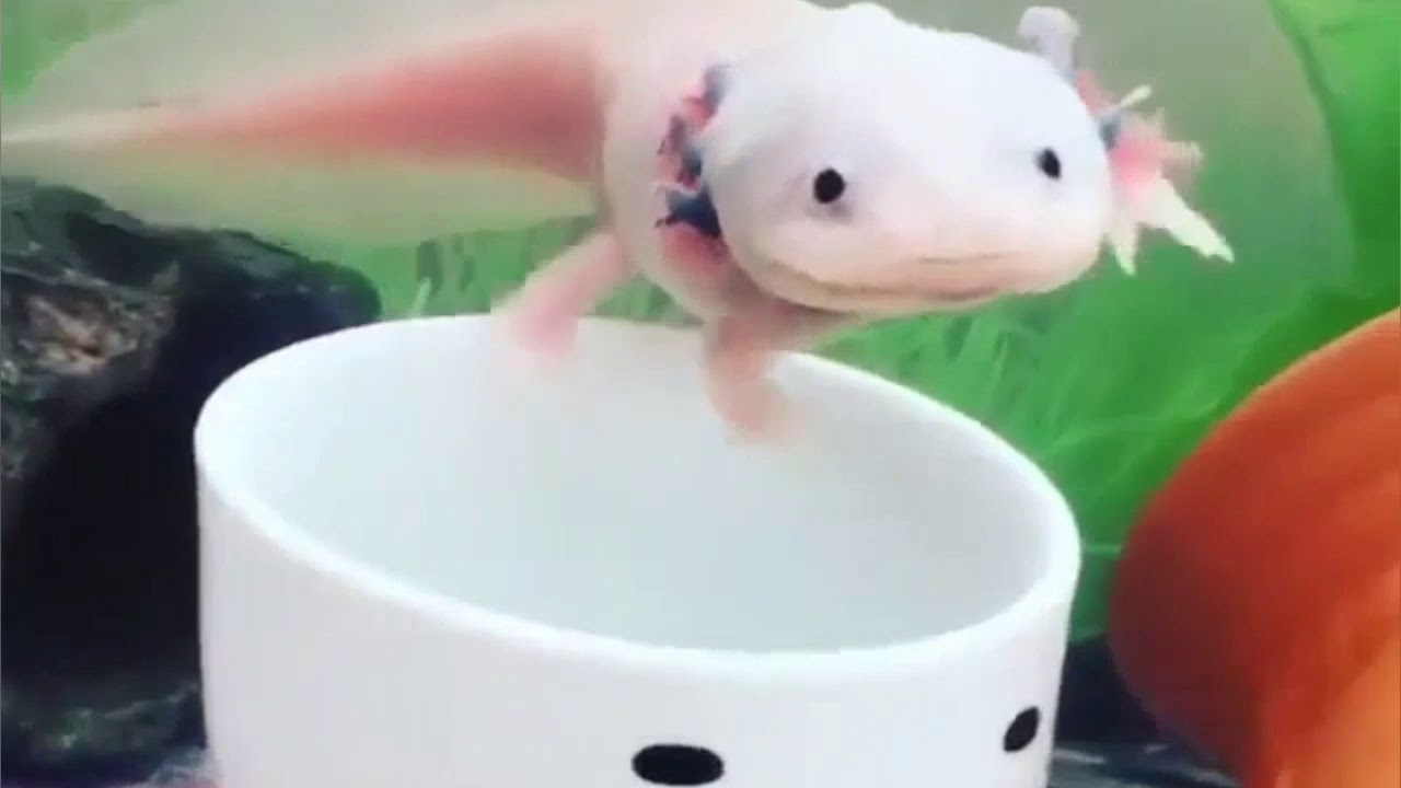 Amazing And Cute Animals In Nature! | RELAX With Nature - YouTube