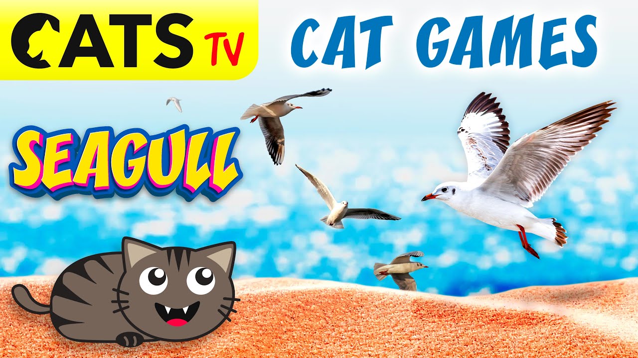 CAT TV - 3D Seagull birds 🌊 Game for cats 😻🔊 - YouTube