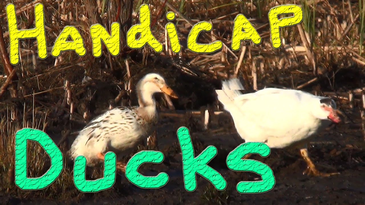 Hospital Duck At The Lake Part 1 #97 Raising Ducks For Charity - YouTube
