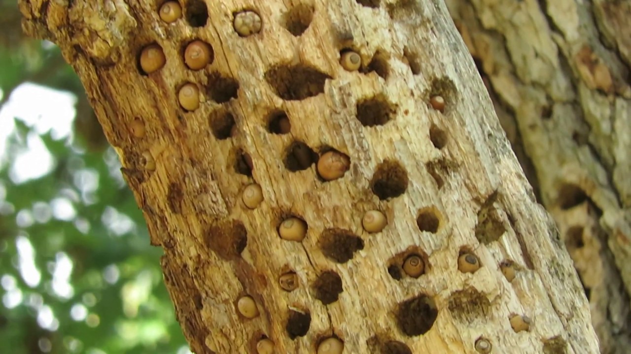 Granary tree filled with acorns - Sunol Regional Wilderness - Sunol ...