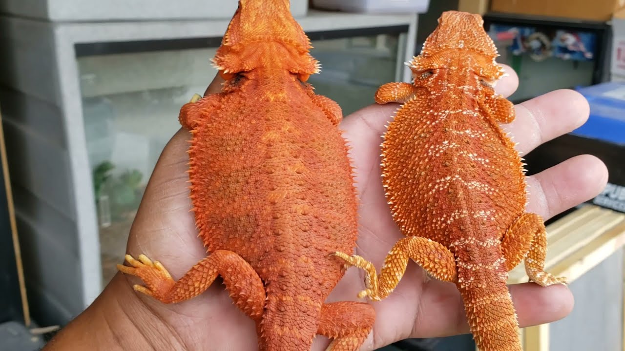 Bearded Dragon Translucent
