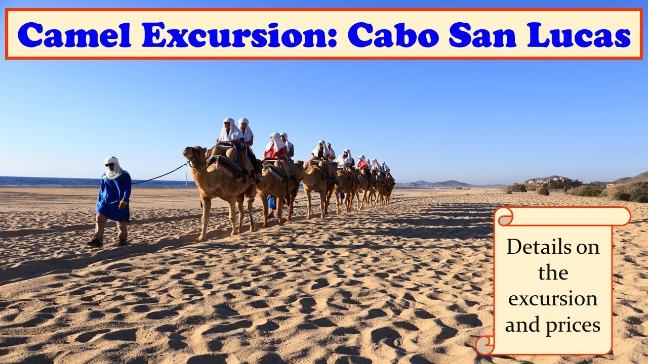Camel and Mexican Outback Adventure Excursion in Cabo San Lucas is ...