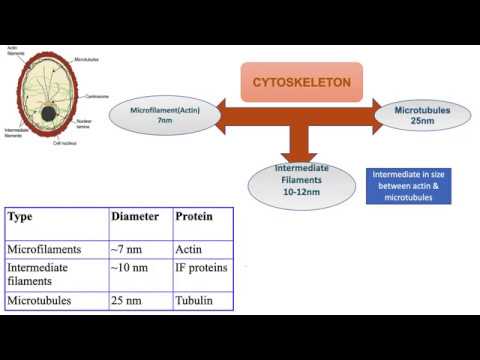 Cytokeratins ( intermediate filament ) - YouTube
