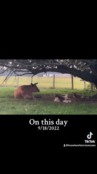 We can still find moo in the same spot two years later! 😆 - YouTube