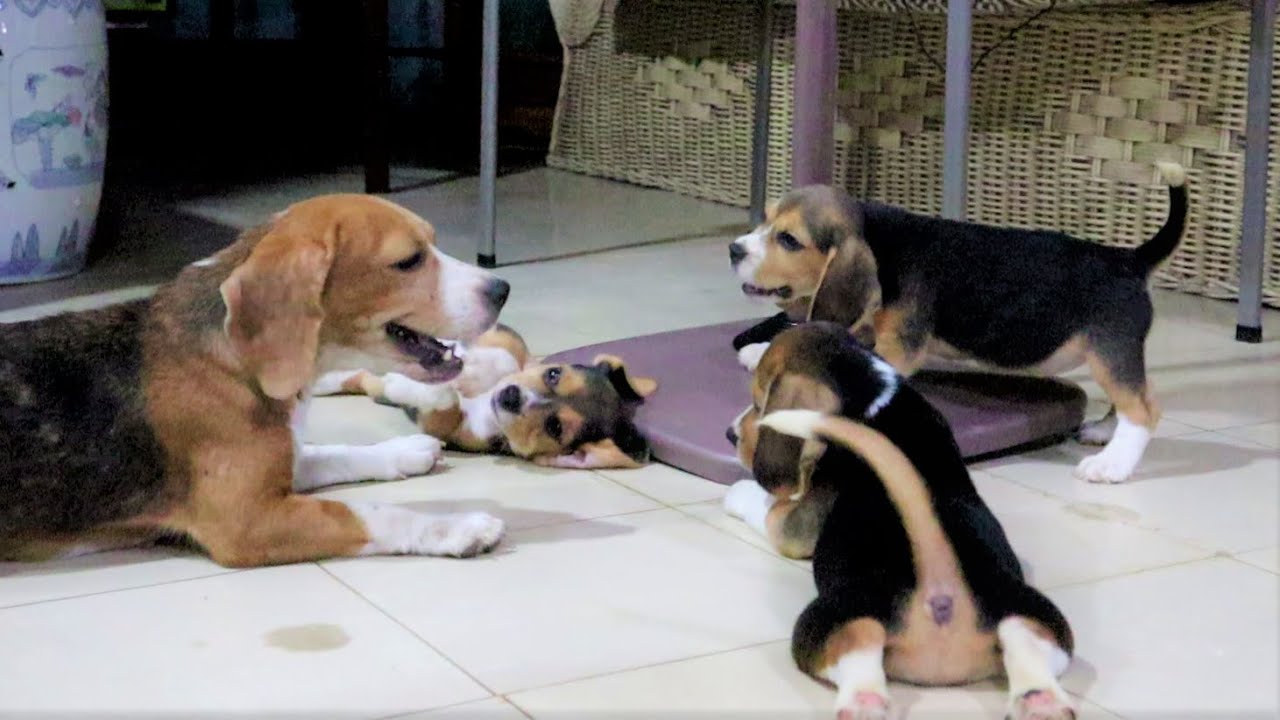 The loudest our Beagle Pack has ever been! - YouTube