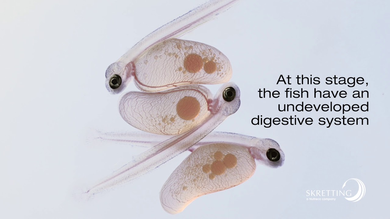 Nutra Sprint (EN) - Setting your fish up for life - YouTube