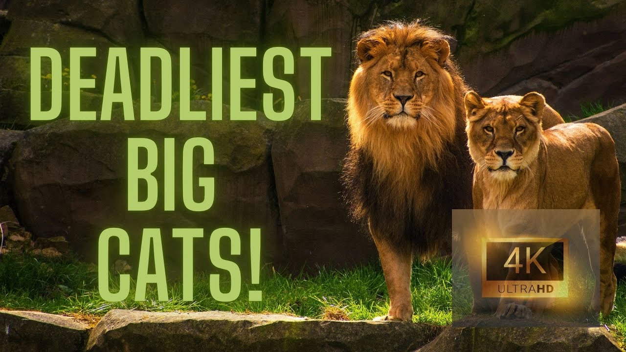 Deadliest big cats - YouTube
