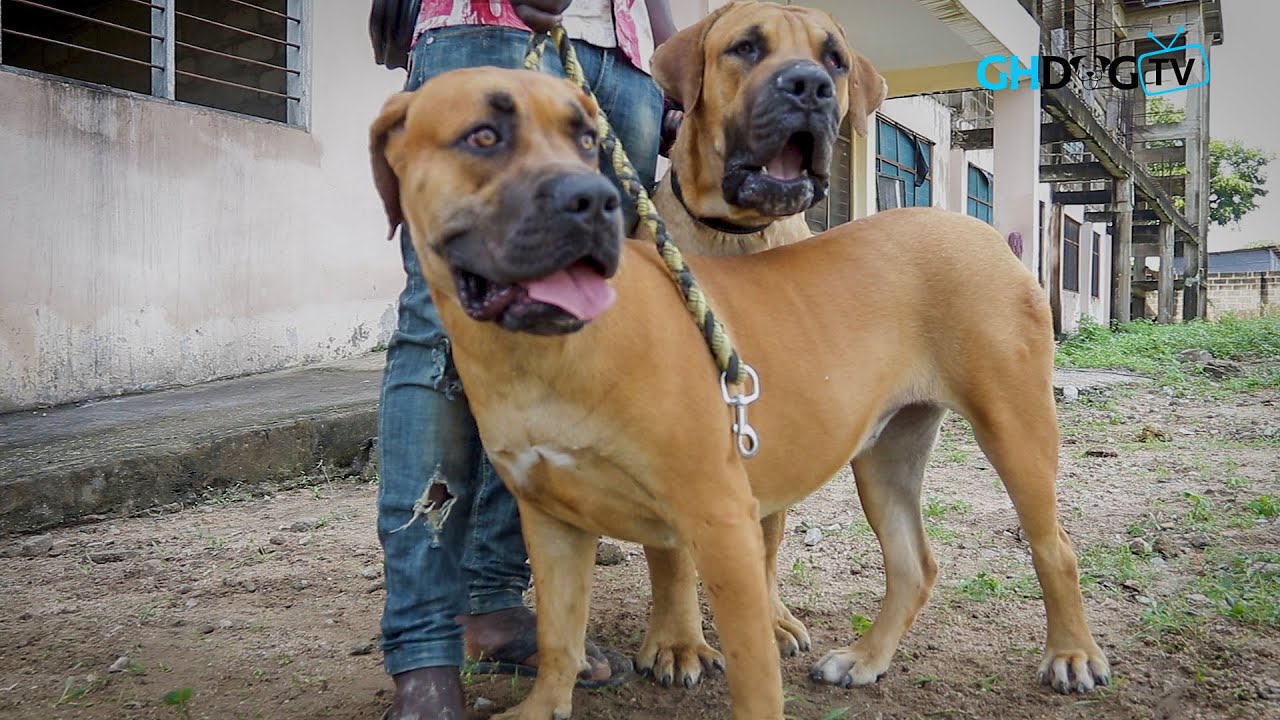 Two Boerboels charged up at Appraisal - YouTube