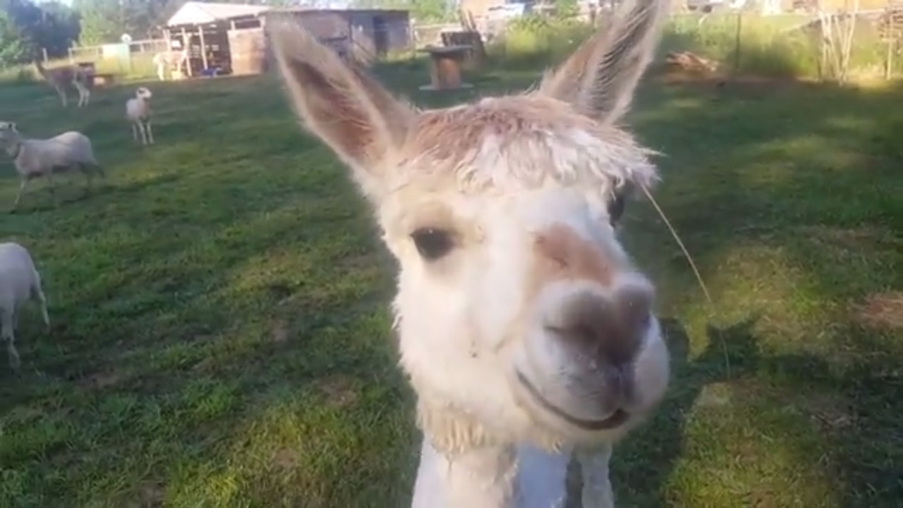 Alpaca Warning Call - YouTube