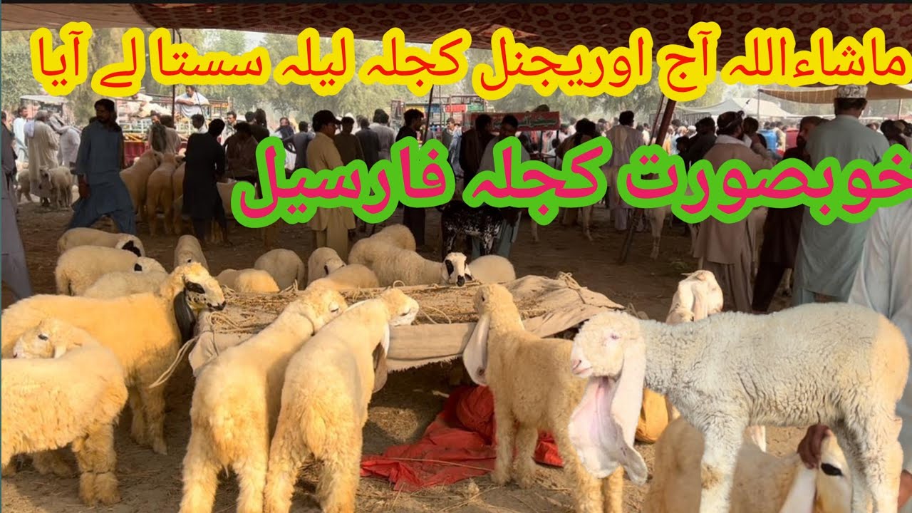 Alhamdulillah brought a very magnificent and beautiful Kajla sheep from ...