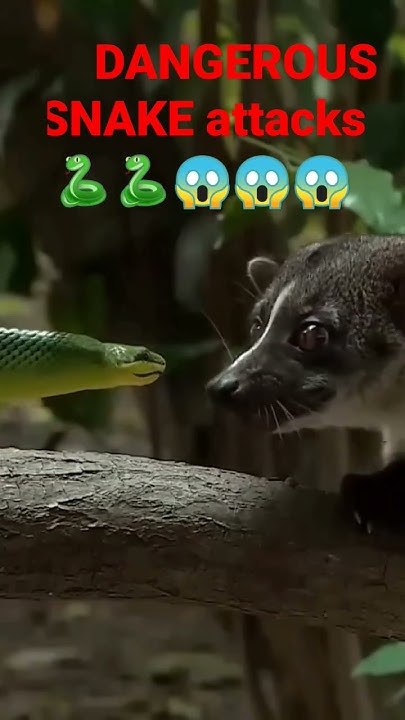 DANGEROUS SNAKE attacks 😱😱😱🐍😱 video - YouTube