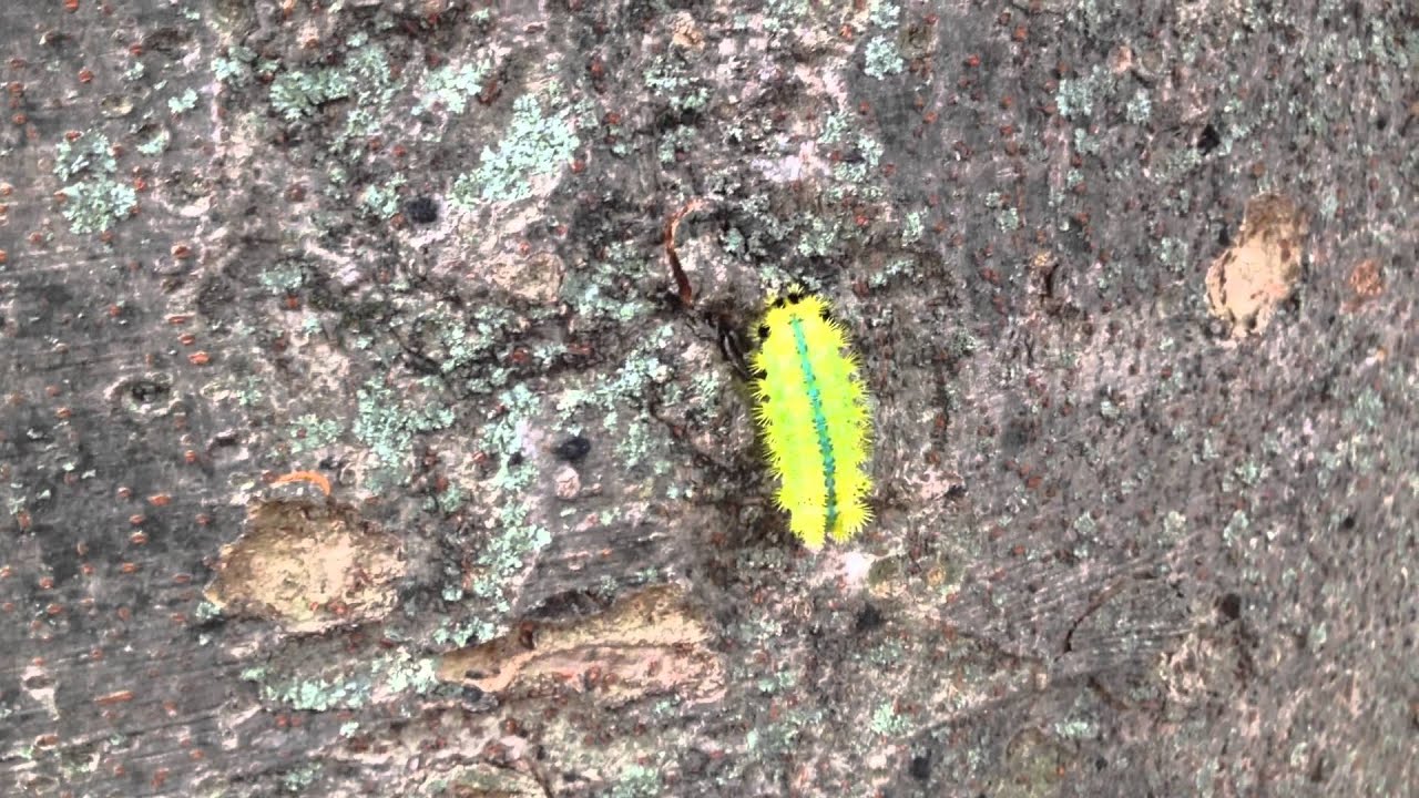 Japanese Bugs in Summer - YouTube
