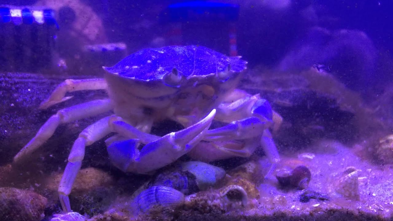 Strandkrabbe hoppst vor Freude - YouTube