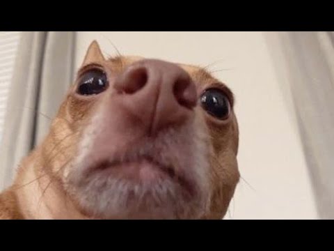 Top 10 Dumbest Dogs - YouTube