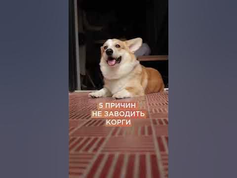 Минусы породы корги. А вы бы хотели такую собаку? #корги #shorts - YouTube