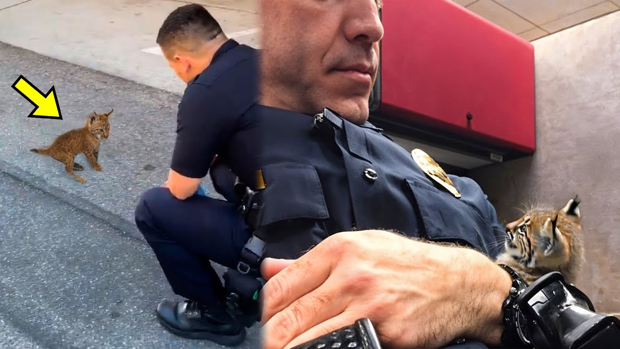 Little Bobcat Cub Keeps Following Officer, but What Happened Next Will ...