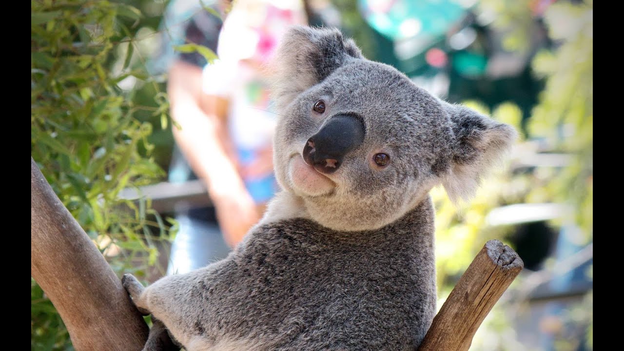 10 Things You Didn't Know About Koala Bears - YouTube