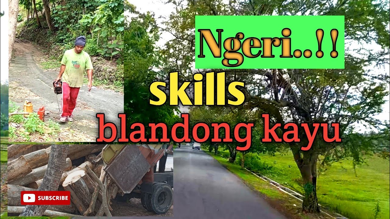 proses tebang kayu besar dan muat kayu - YouTube