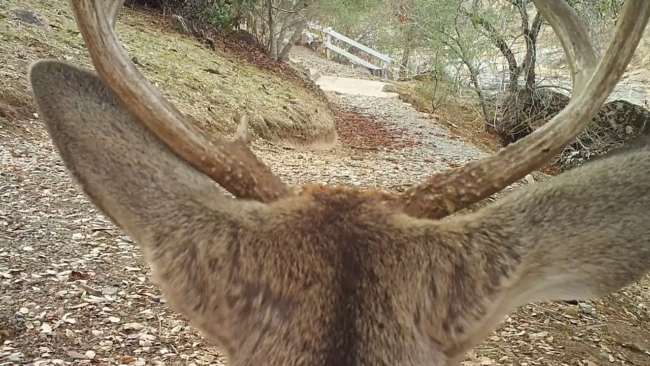 A deer tick's guide for achieving zen - YouTube