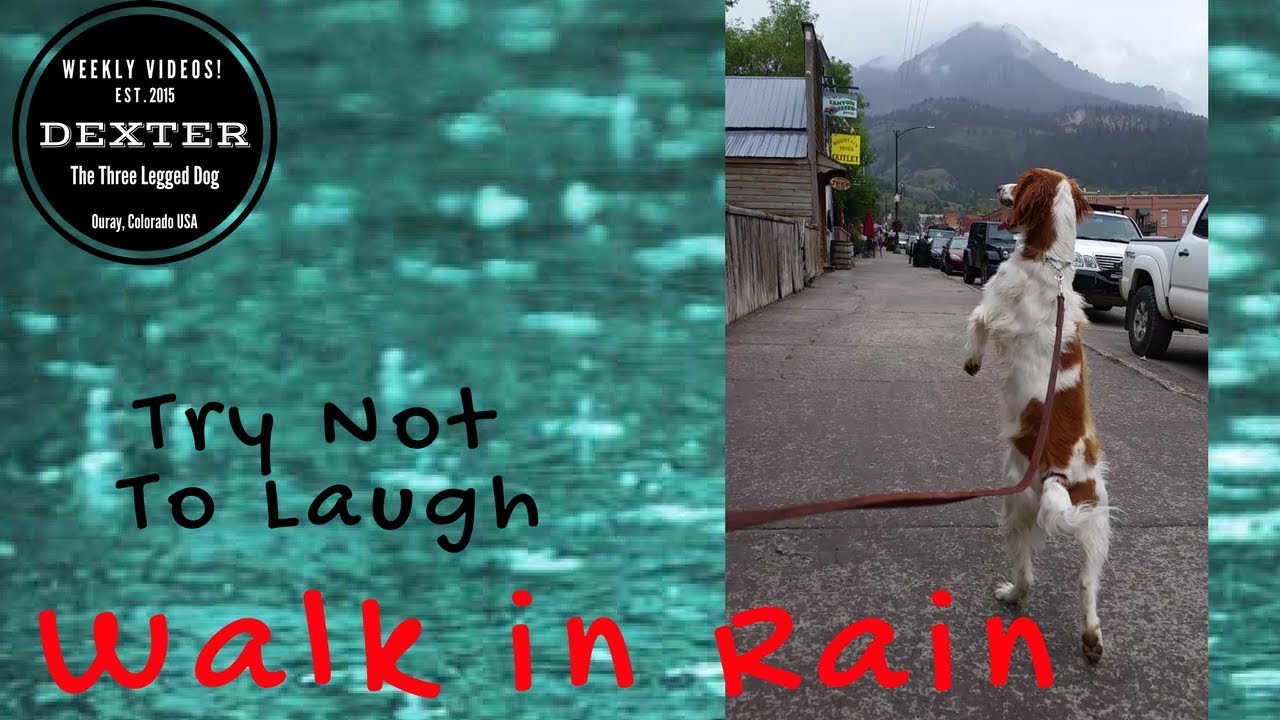 Dexter! CRAZY DOG walking on Hind Legs in the rain and loving life! Try ...