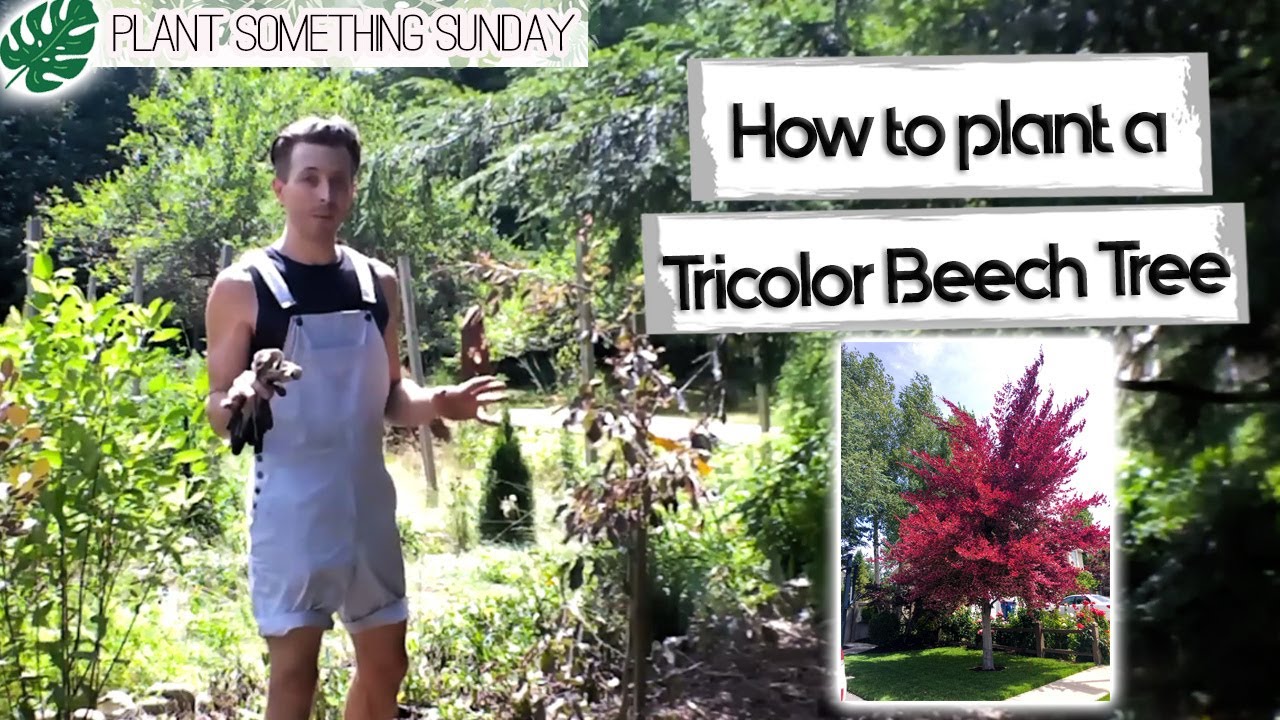 How to Plant a Tricolor Beech Tree - (a beginner's guide) - YouTube