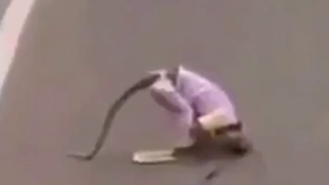 Subhan'Allah Un Singe Qui Prie 🐒 | by astaghfirullah - YouTube